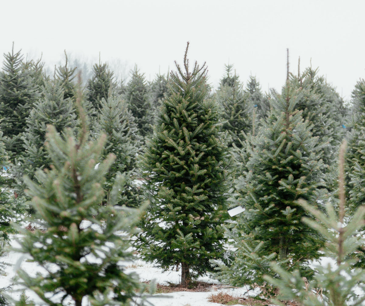 Christmas Trees – Almost Heavenly Christmas Trees